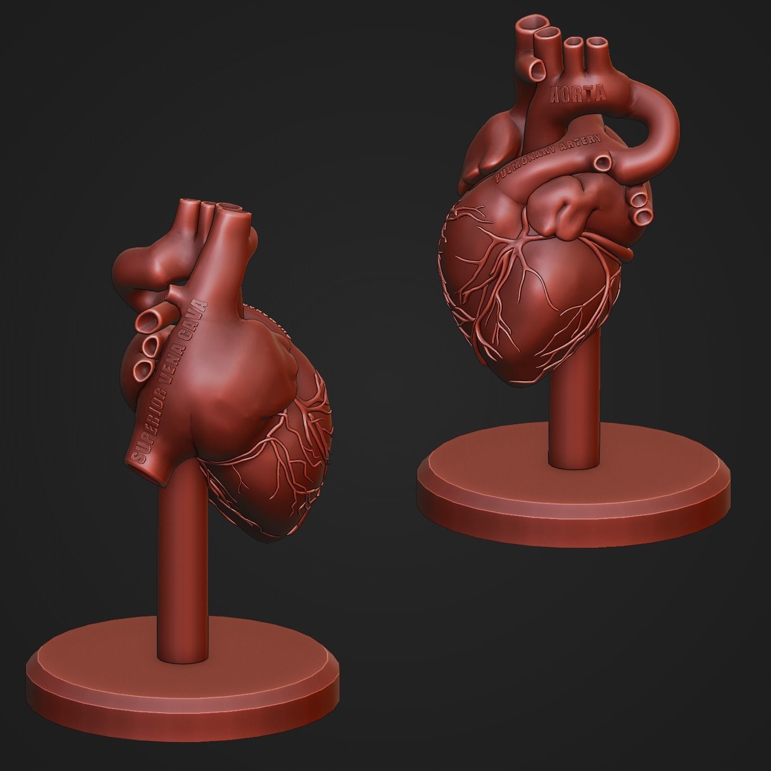 Human Heart Anatomy Sculpture Statue Art 3D model 3D printable | CGTrader