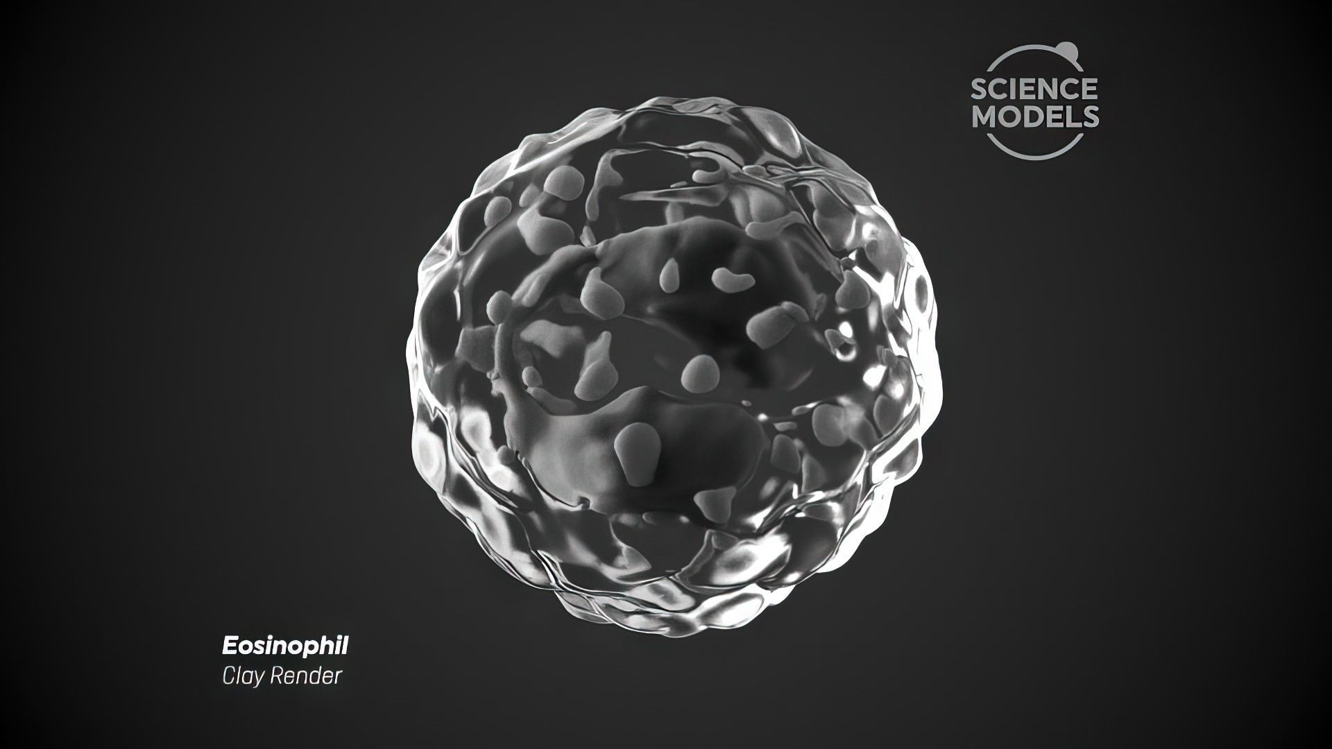 Eosinophil Cell 3D model animated | CGTrader