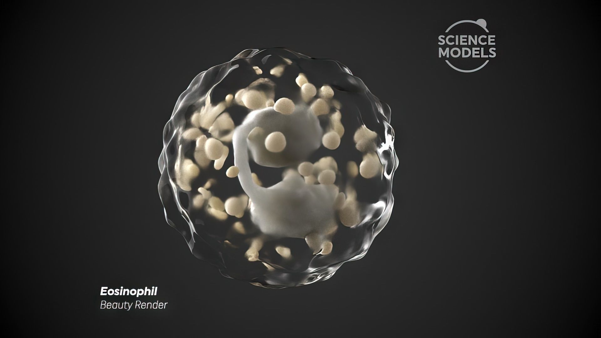 Eosinophil Cell 3D model animated | CGTrader