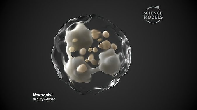 Neutrophil Cell 3D model animated | CGTrader