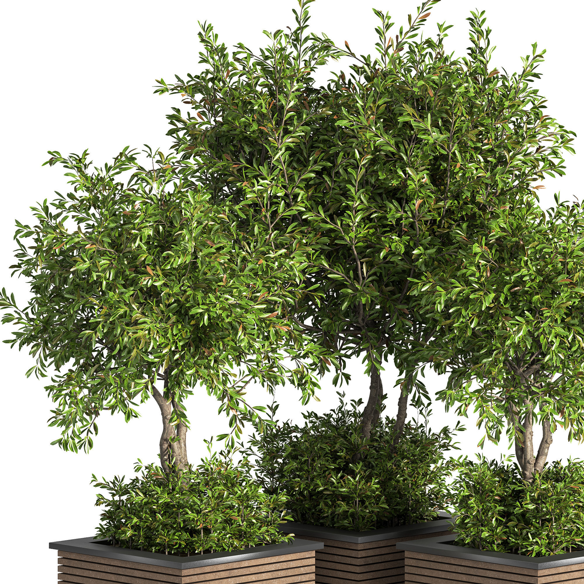 Outdoor Plants tree 10 3D model | CGTrader