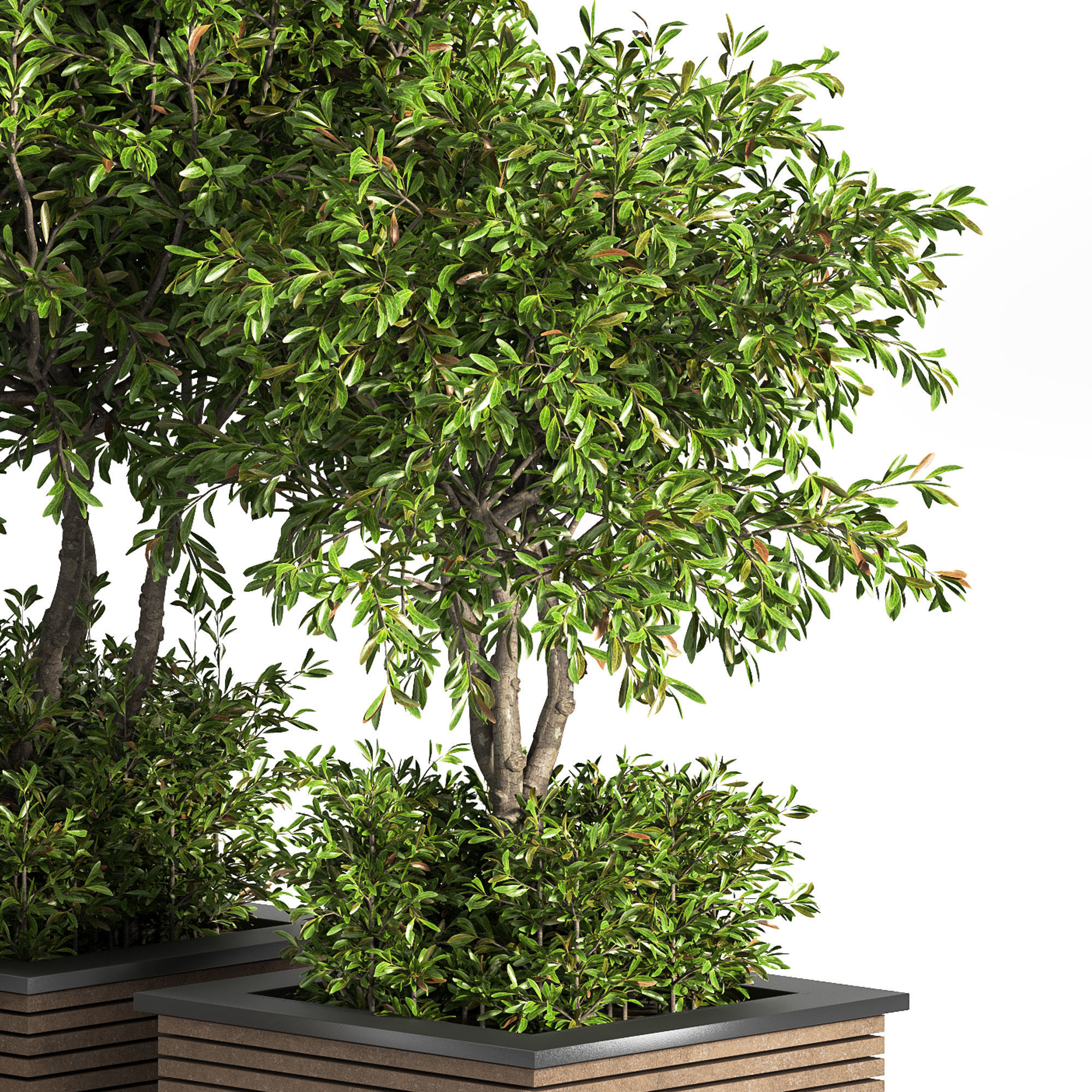 Outdoor Plants tree 10 3D model | CGTrader