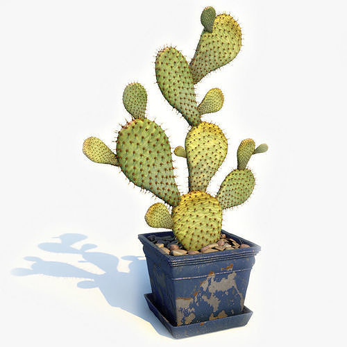 Cactus In Pot 3D model | CGTrader