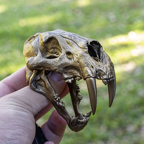 Sabertooth Skull 3D model 3D printable | CGTrader