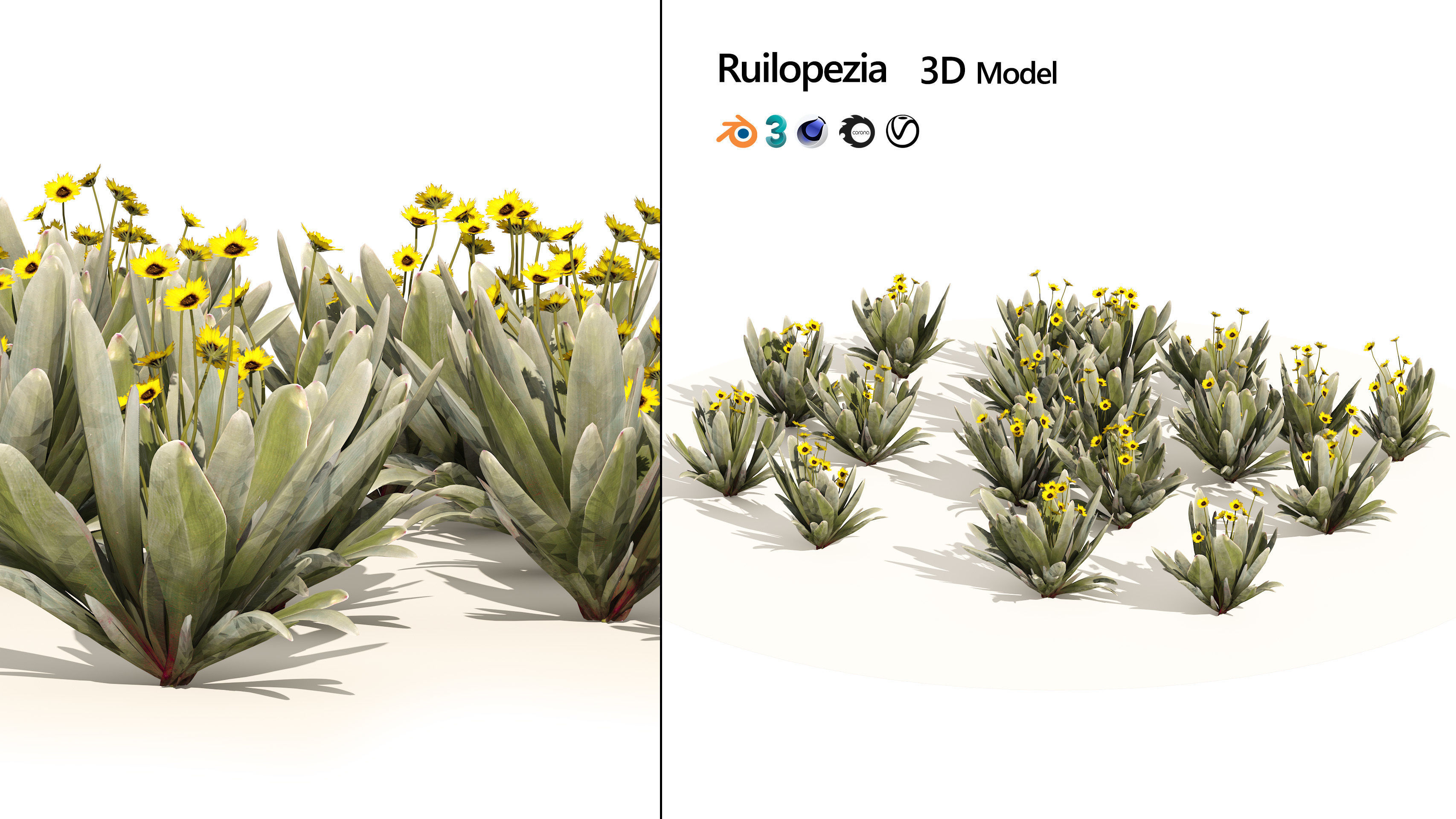 3D model Ruilopezia Flower cluster VR / AR / low-poly | CGTrader