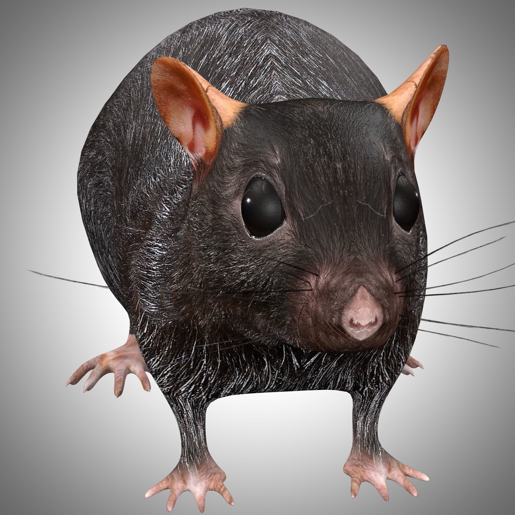 3D model Rat Rig VR / AR / low-poly | CGTrader