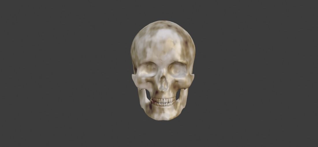 SKELETON 3D MODELS - AR - VR - GAME READY 3D model | CGTrader