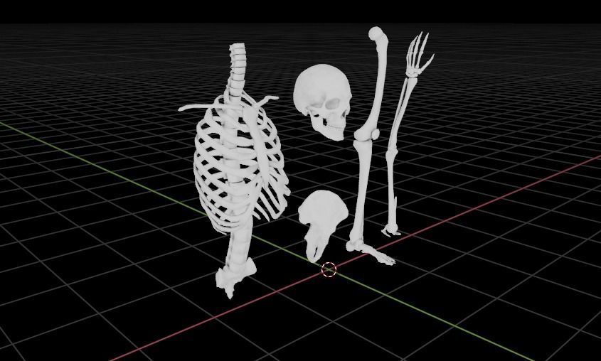 SKELETON 3D MODELS - AR - VR - GAME READY 3D model | CGTrader