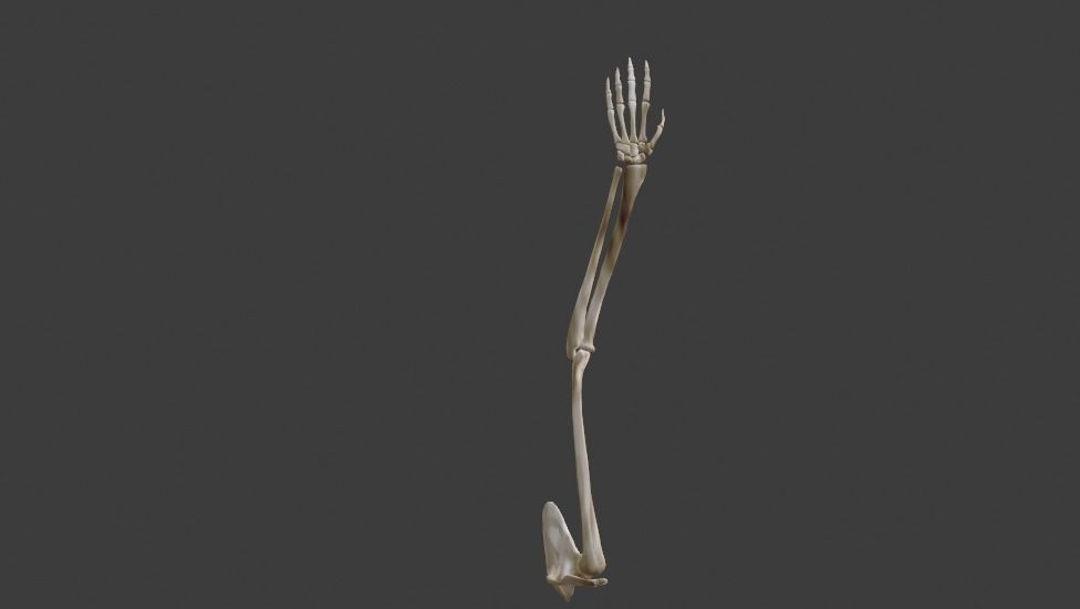 SKELETON 3D MODELS - AR - VR - GAME READY 3D model | CGTrader