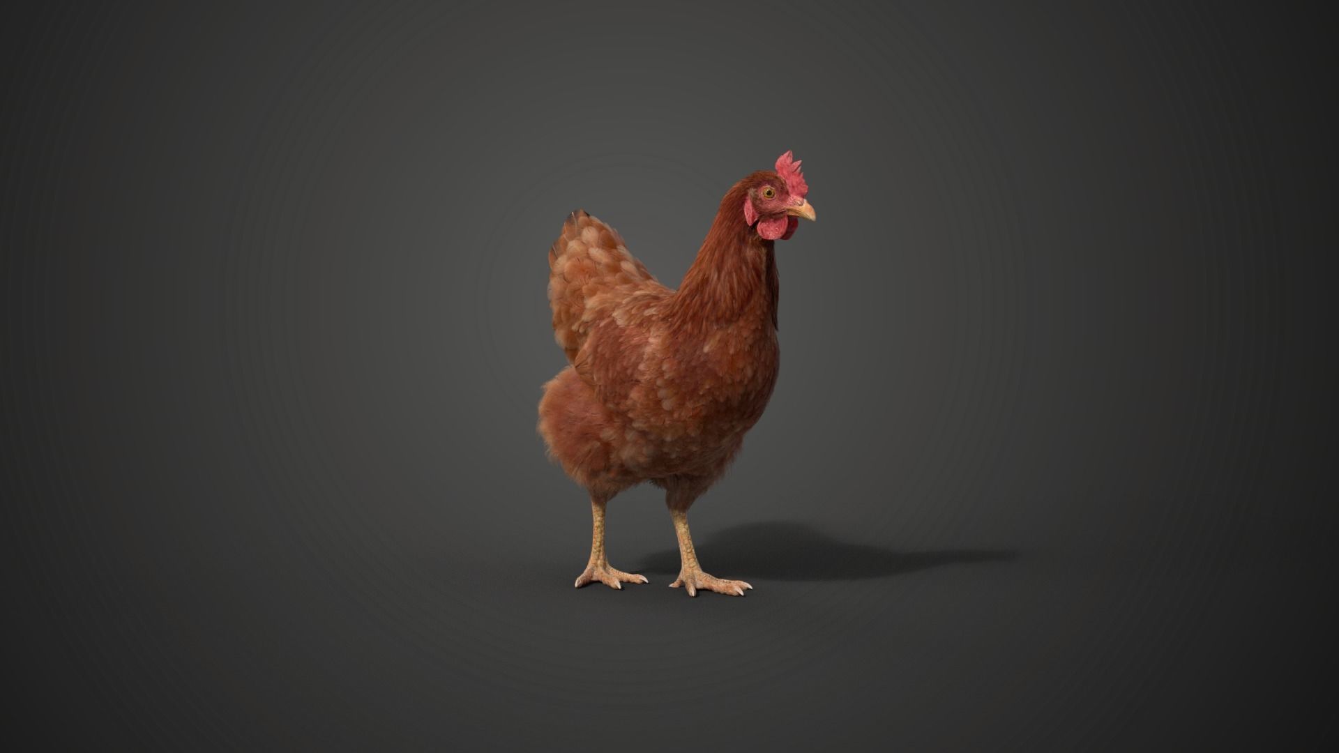 Red Hen Animated VFX Grace 3D model animated rigged | CGTrader