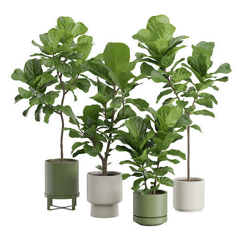 Ficus Lyrata Fiddle leaf Fig 3D model | CGTrader