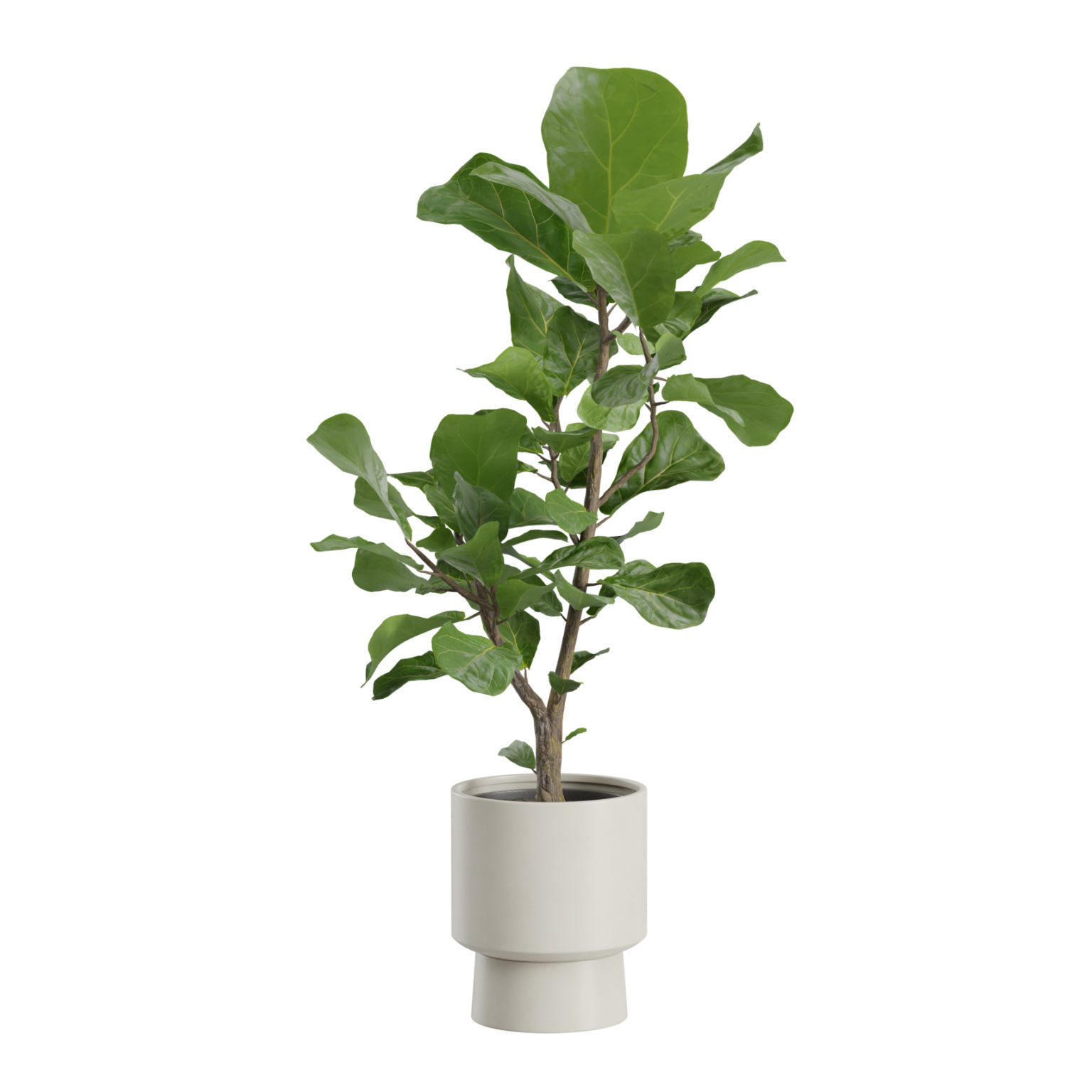 Ficus Lyrata Fiddle leaf Fig 3D model | CGTrader
