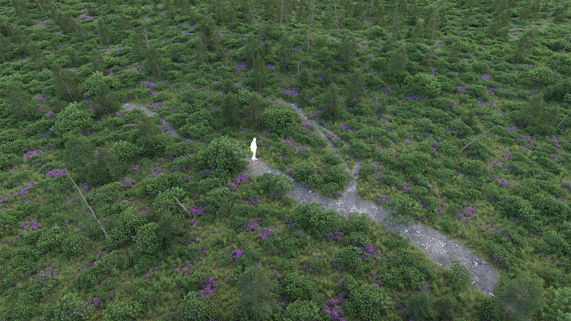 3D model Forest Biome for Scatter 5 Blender VR / AR / low-poly | CGTrader