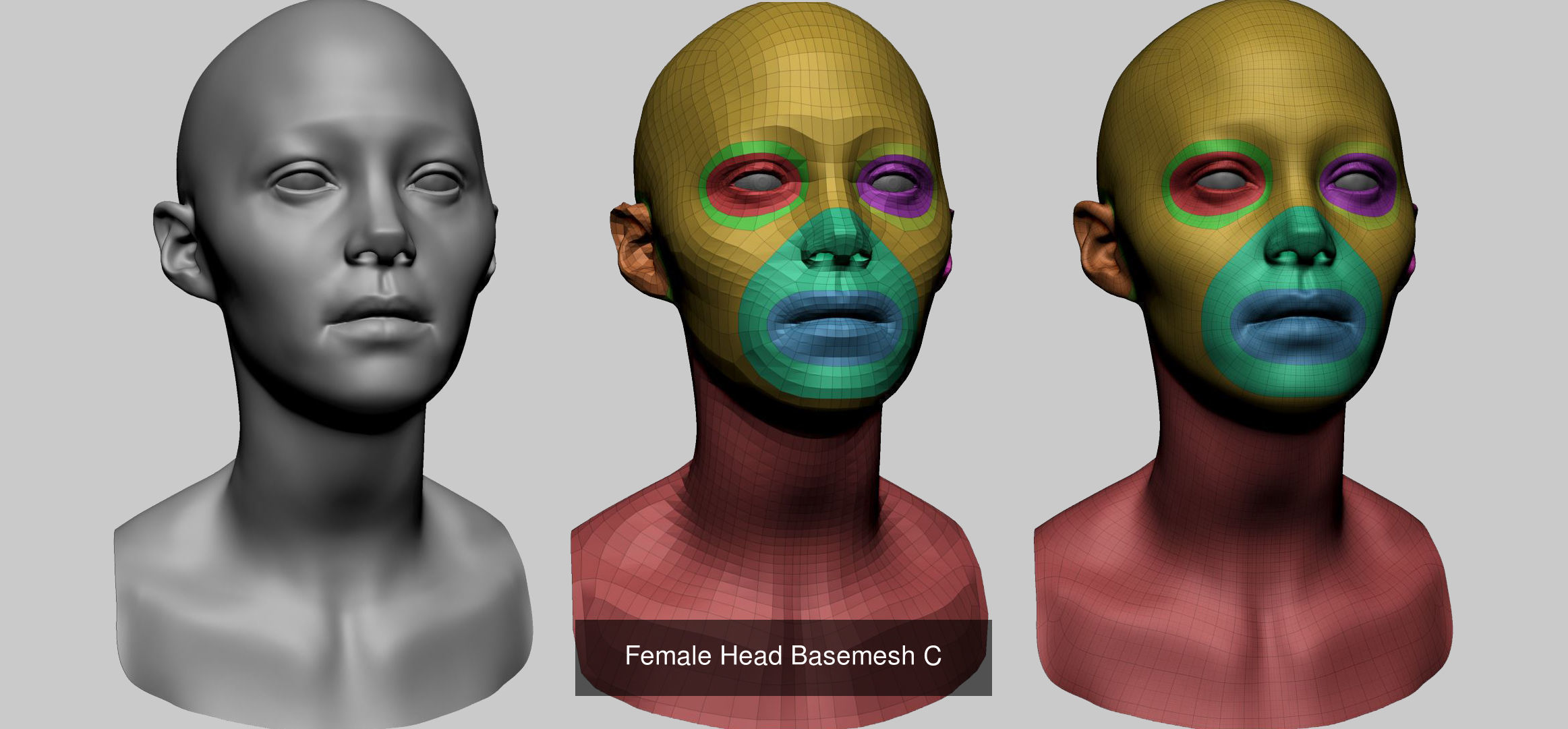 Head and Face Anatomy Models 3D Model Collection | CGTrader