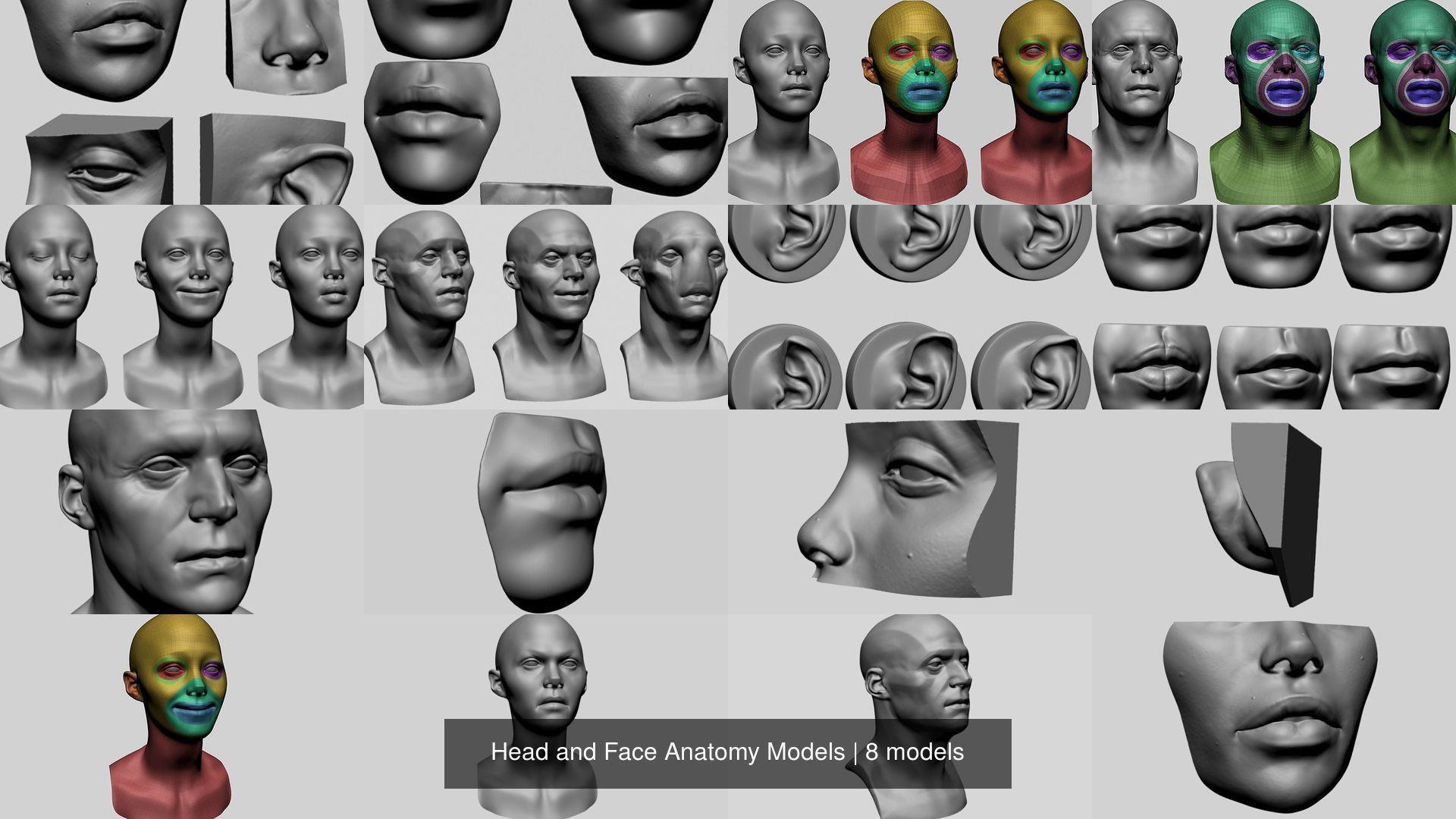 Head and Face Anatomy Models 3D Model Collection | CGTrader