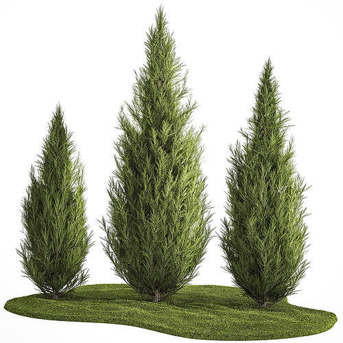 Juniper Thuja And Cypress For Landscape Design 1159 3D model | CGTrader