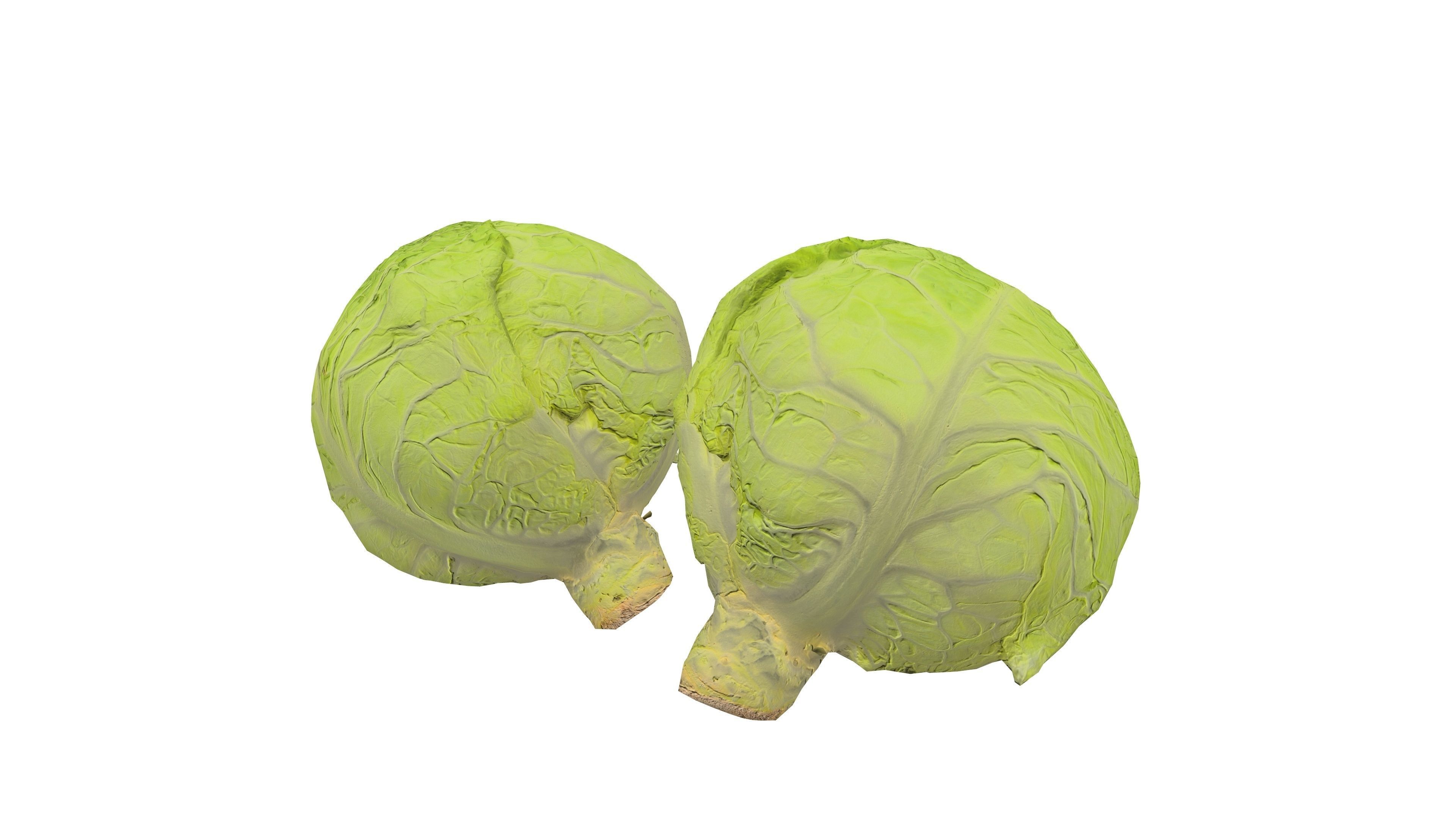 3D model Cabbage Vegetable 3D Model AR VR PBR VR / AR / low-poly | CGTrader