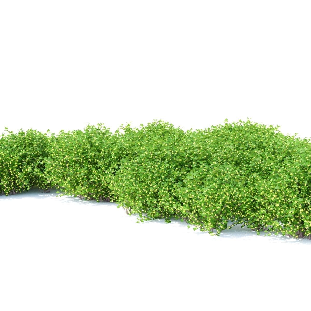 Gooseberry berry bush 3D model | CGTrader