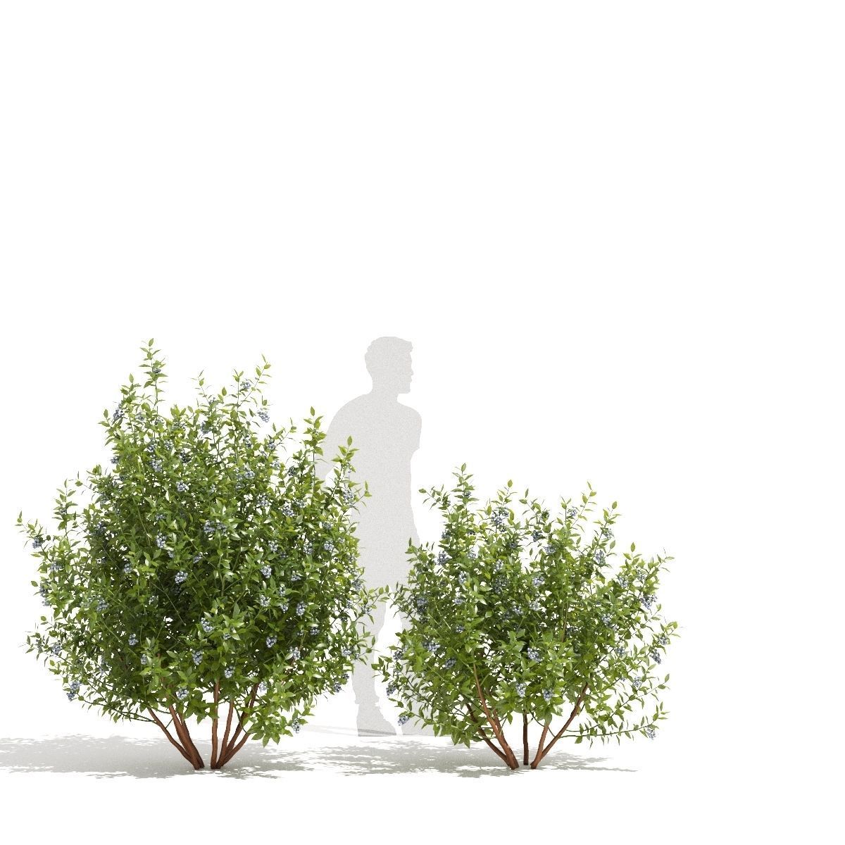 Blueberry bush berry 3D model | CGTrader