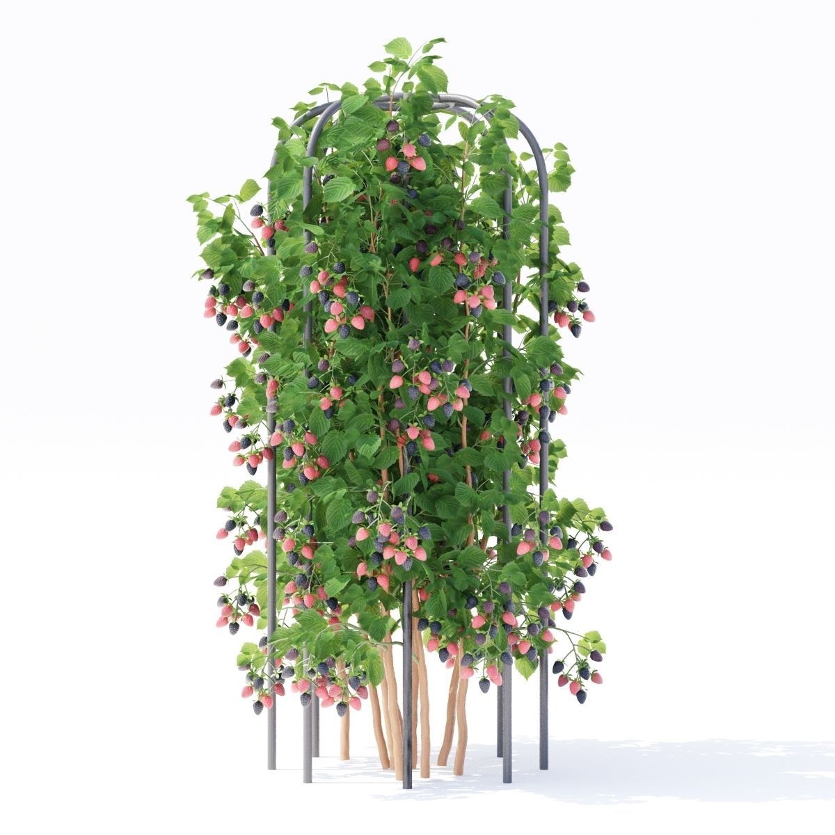 Bramble bush berry 3D model | CGTrader