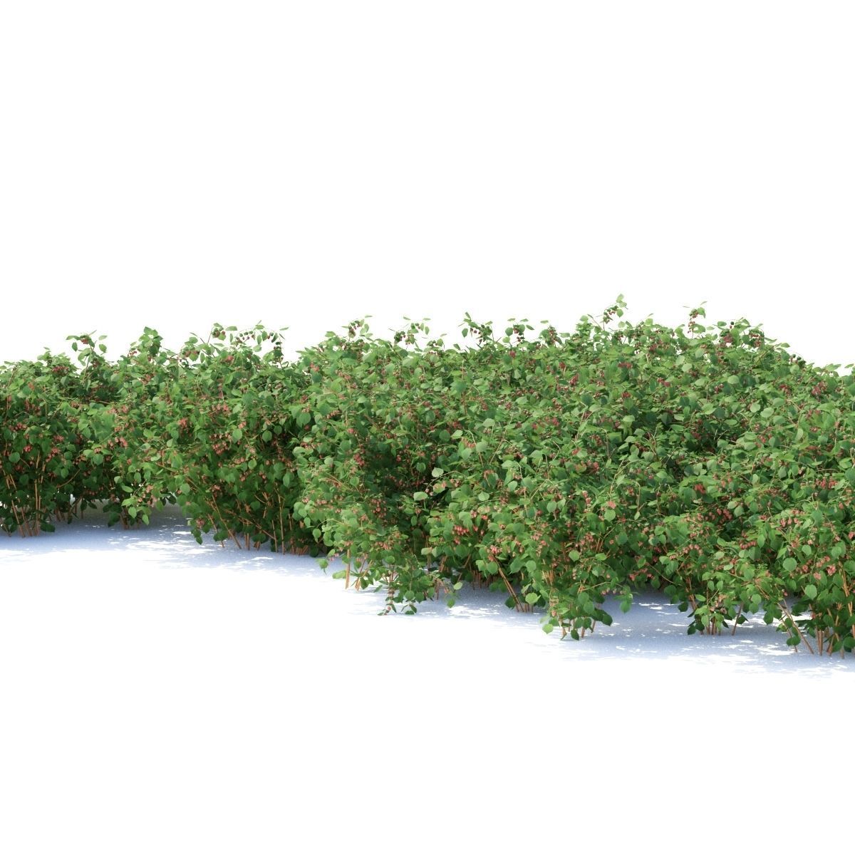 Raspberries bush berry 3D model | CGTrader