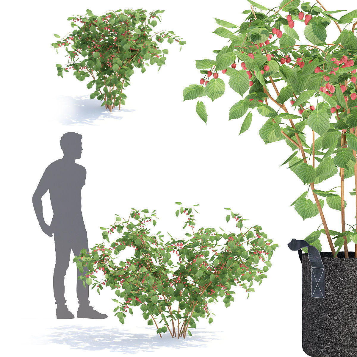 Raspberries bush berry 3D model | CGTrader