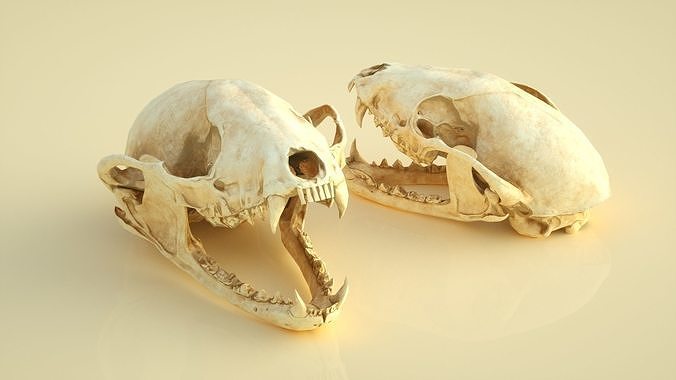 raccoon skull skull fossil 3D model | CGTrader