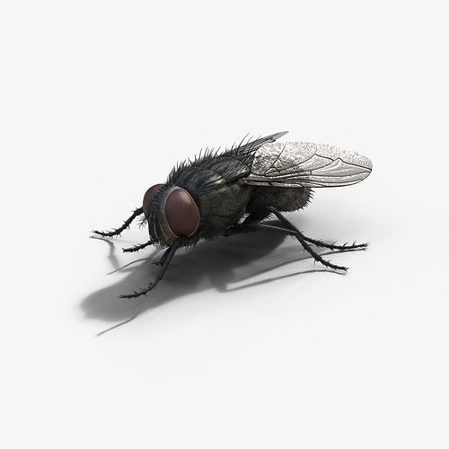 Housefly Animated VFX Grace 3D model animated rigged | CGTrader