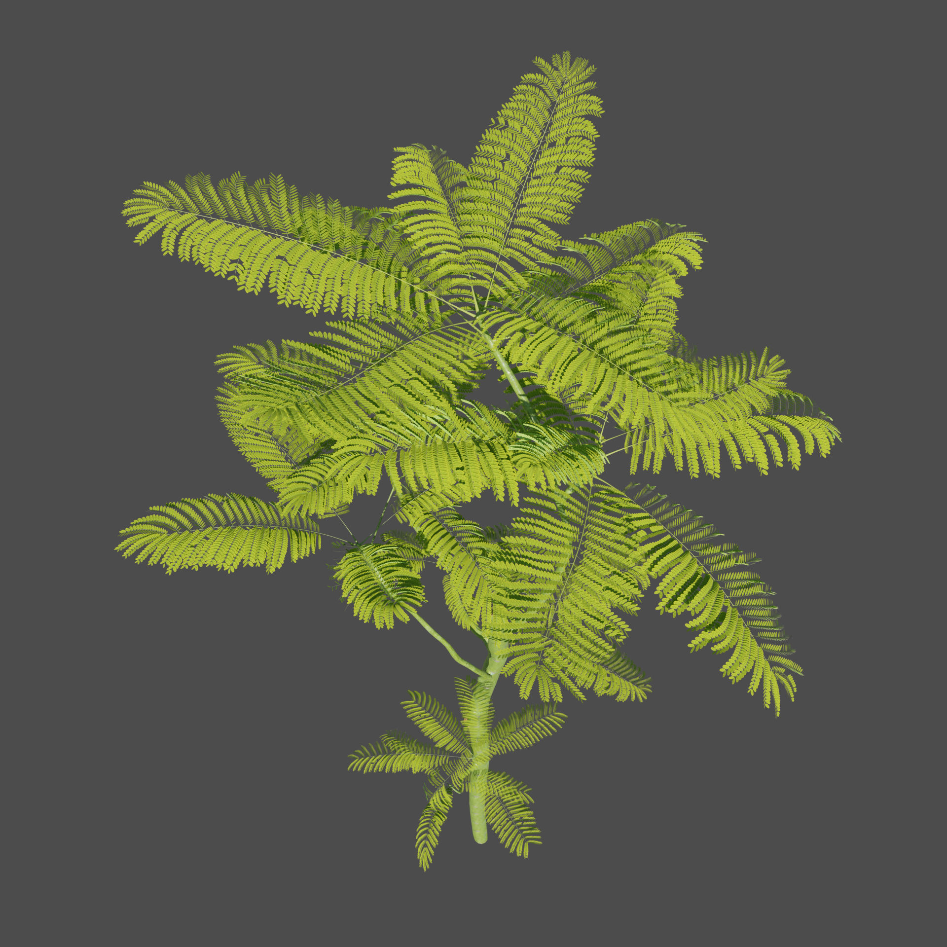 3D model Schizolobium parahyba - Guapuruvu - Pakis Brazil VR / AR / low ...