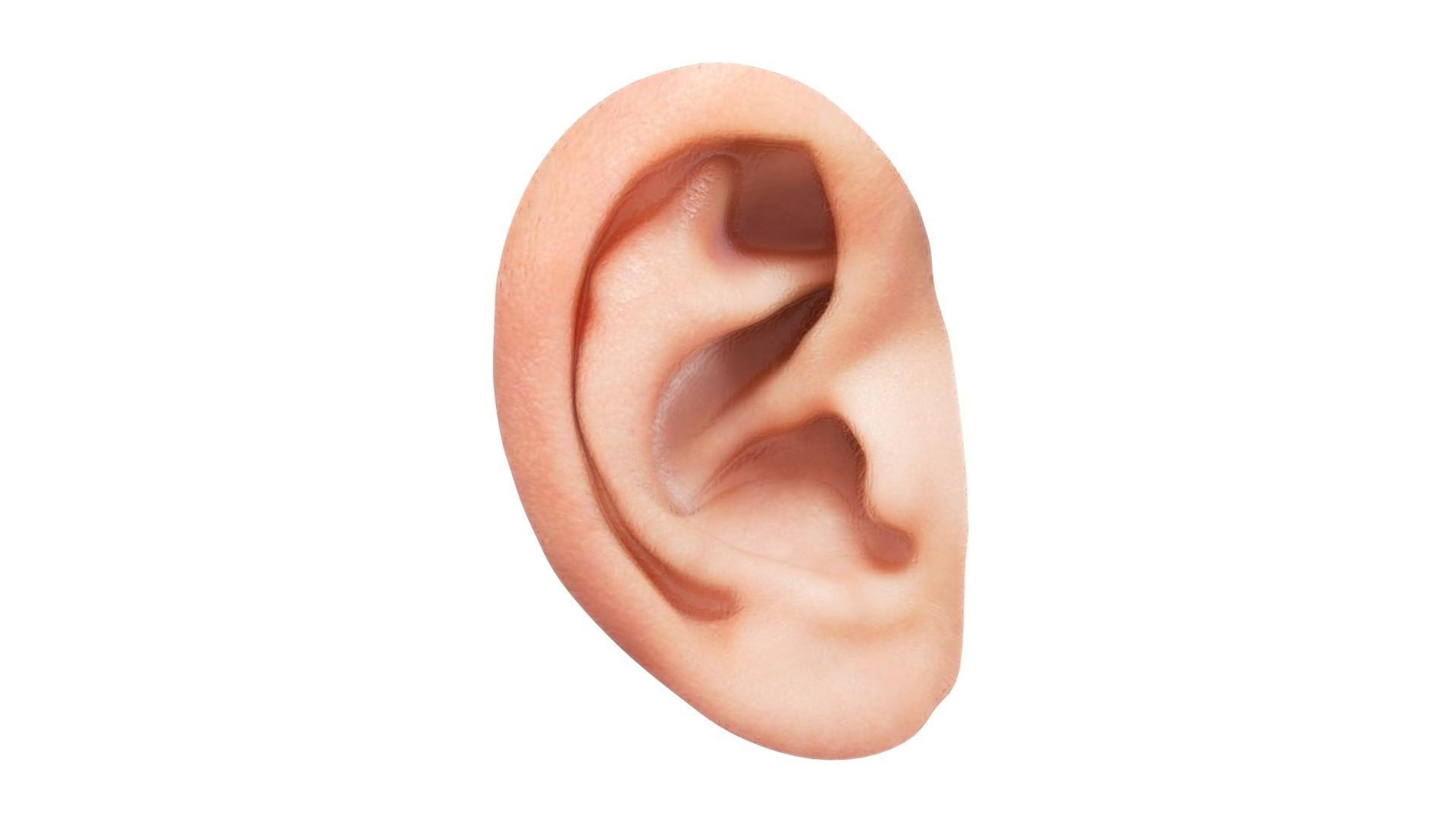 Human Ear 3D model | CGTrader