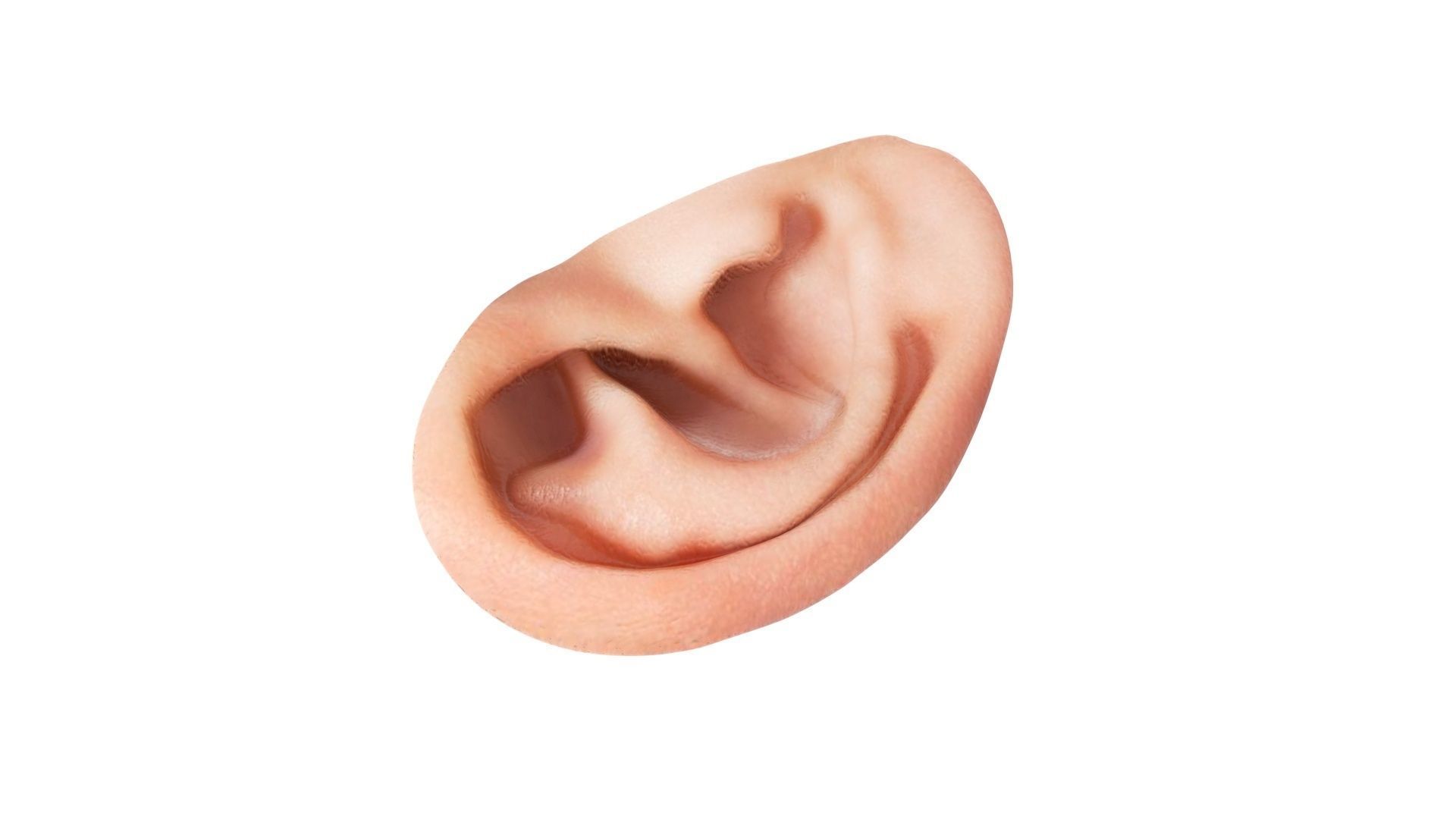 Human Ear 3D model | CGTrader