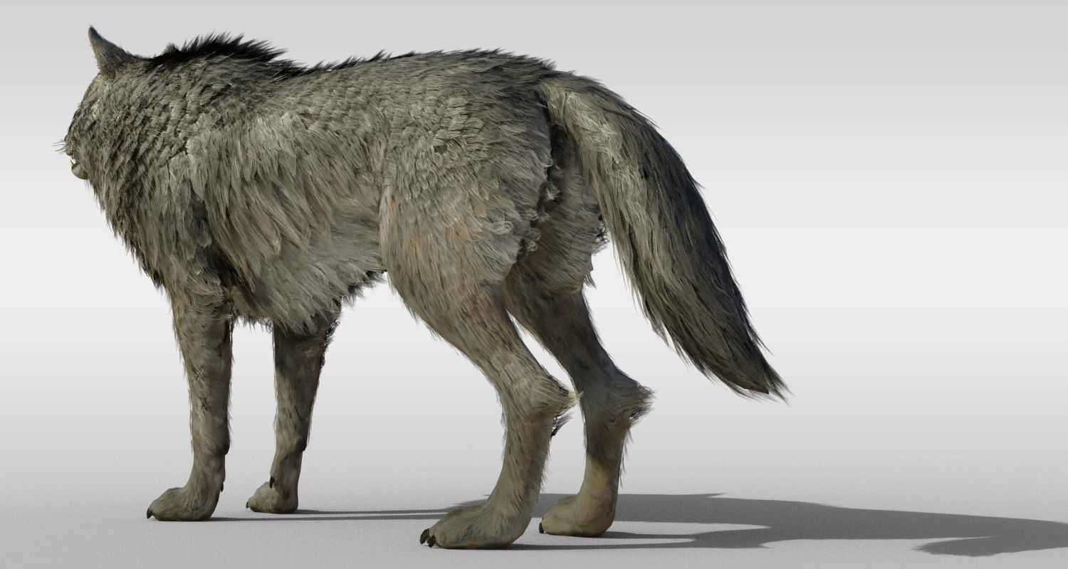3D model Wolf Realistic with fur and Rigged VR / AR / low-poly | CGTrader
