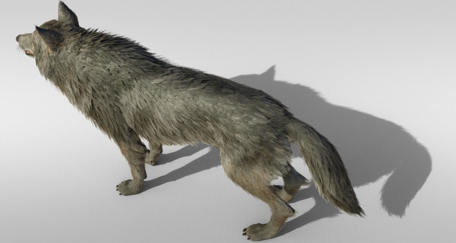 3D model Wolf Realistic with fur and Rigged VR / AR / low-poly | CGTrader