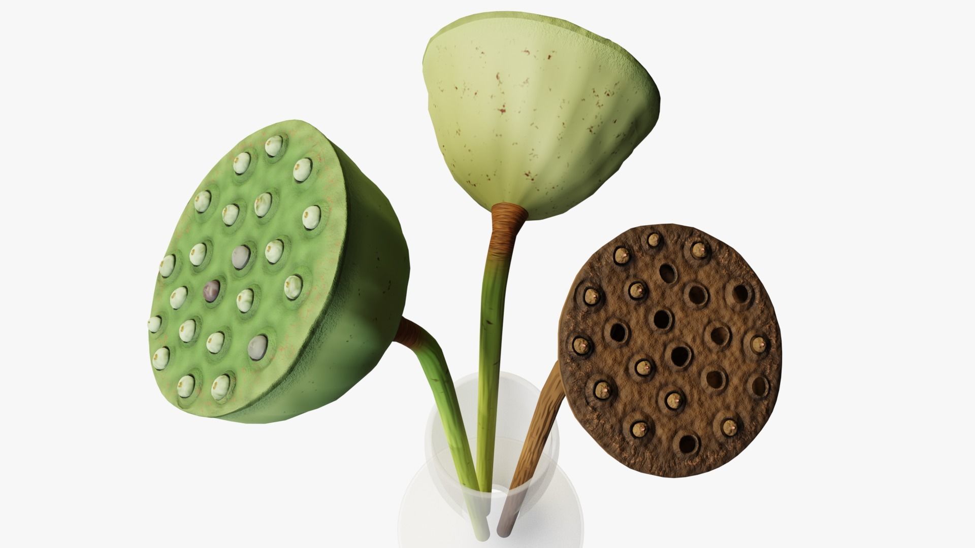Lotus seed pods 3D model | CGTrader