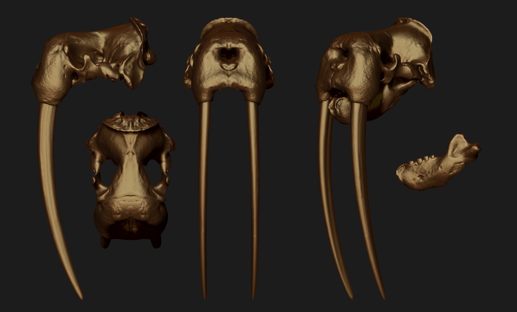 Male Walrus Skull - CNC and 3D model 3D printable | CGTrader