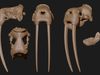 Male Walrus Skull - CNC and 3D model 3D printable | CGTrader
