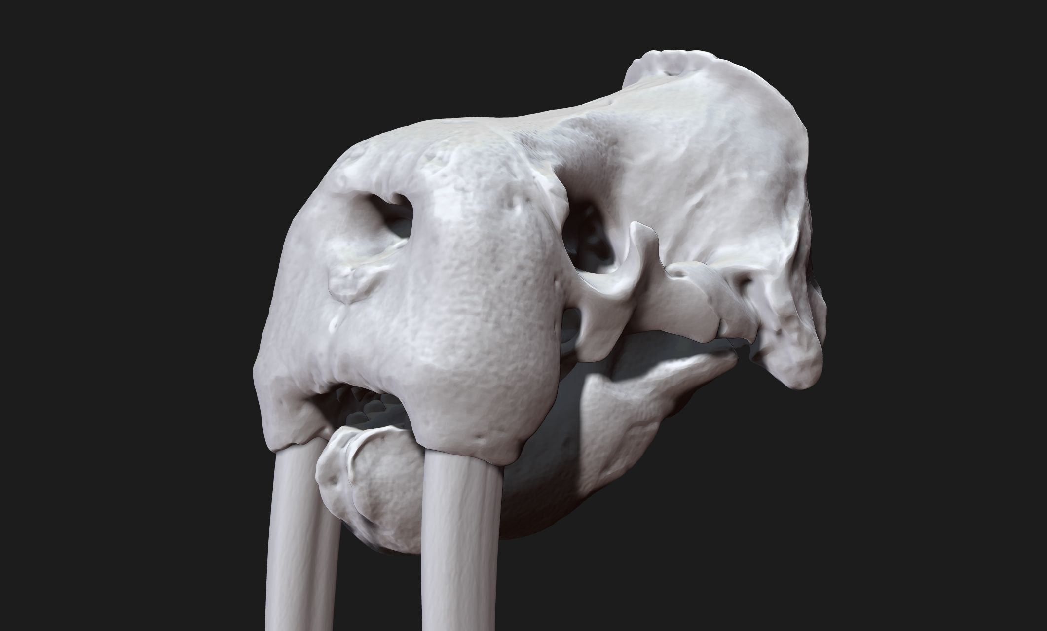 Male Walrus Skull - CNC and 3D model 3D printable | CGTrader