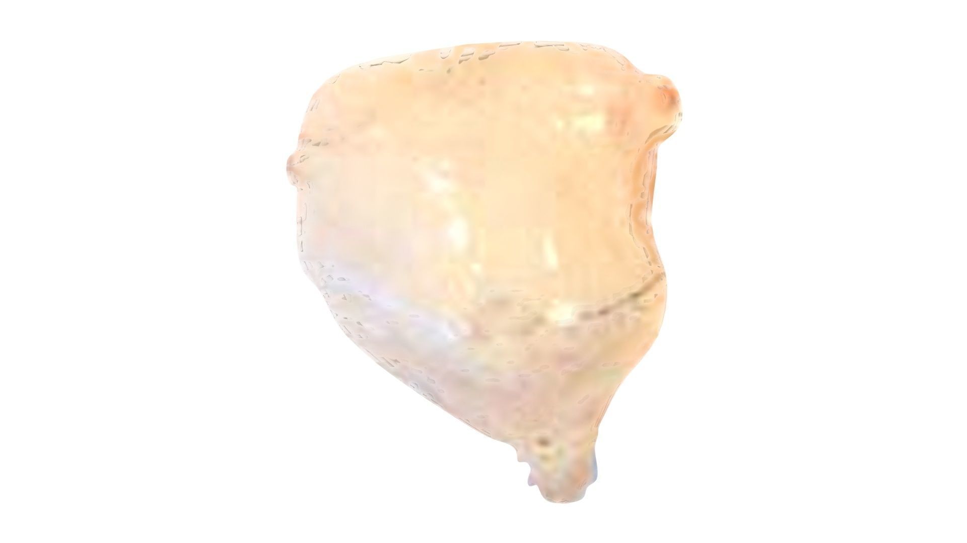 Human Urinary Bladder 3D model | CGTrader