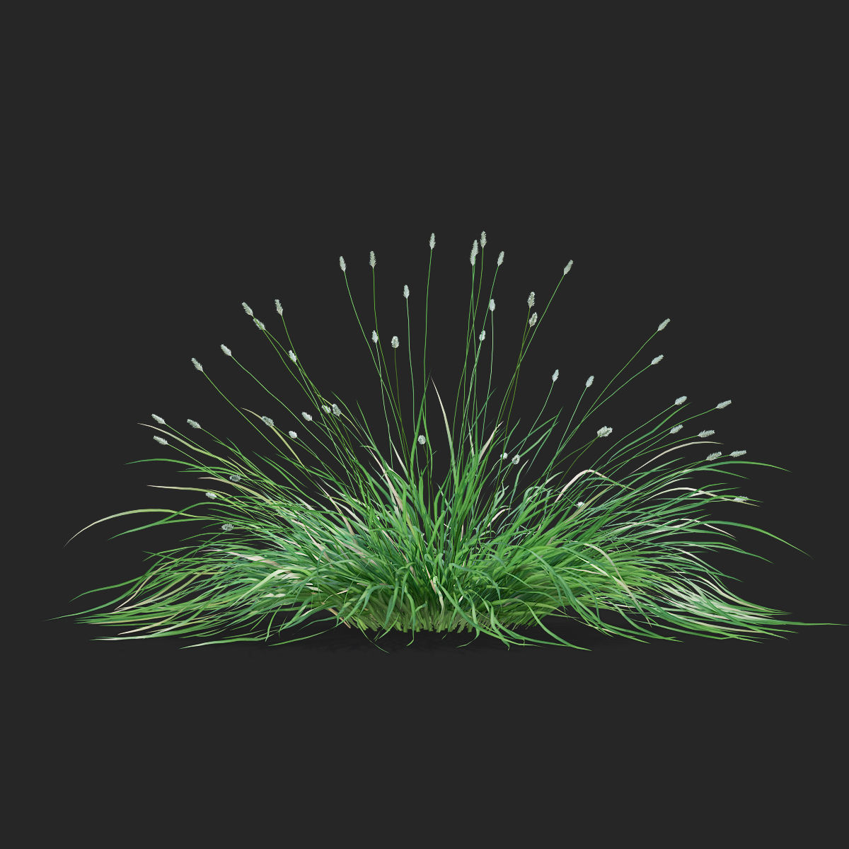 Sesleria nitida ornamental grass 3D model | CGTrader