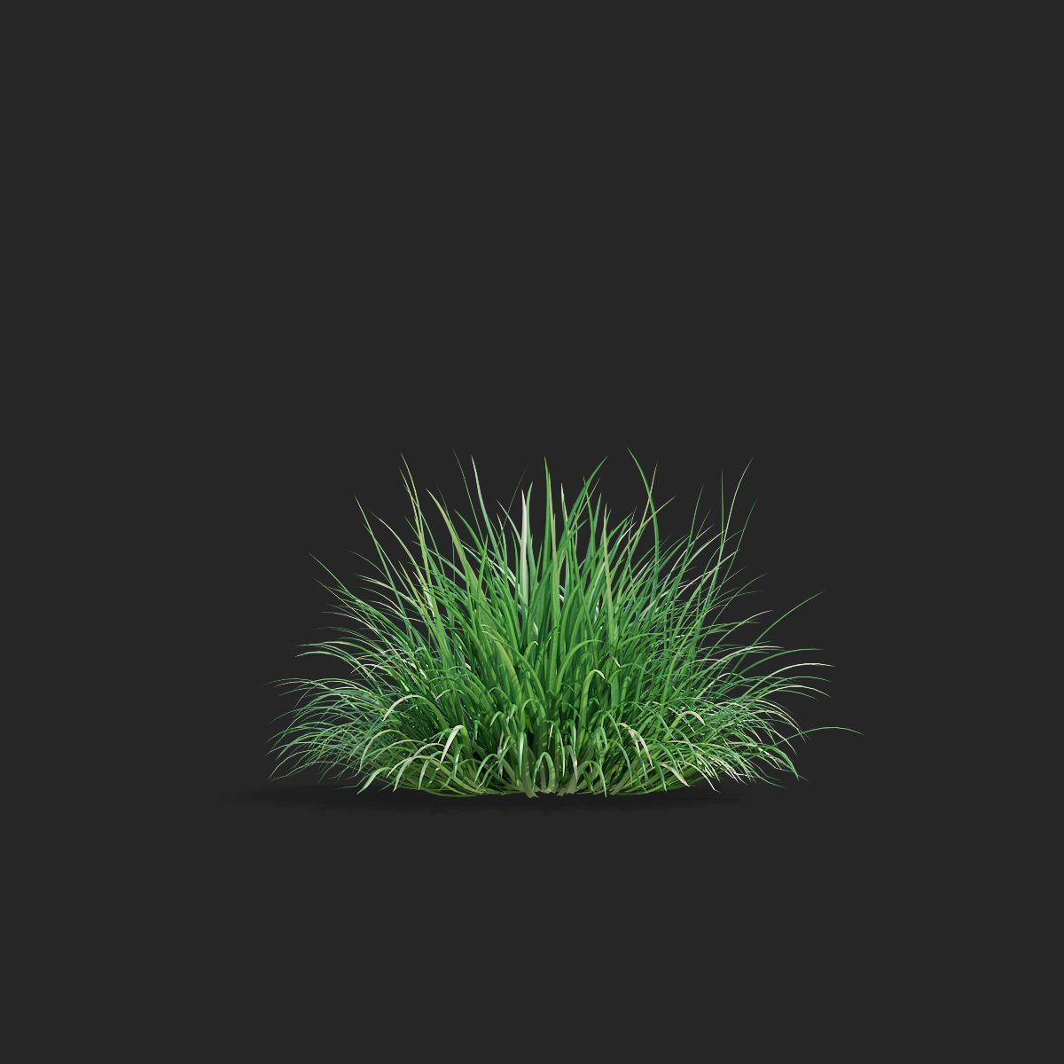 Sesleria nitida ornamental grass 3D model | CGTrader