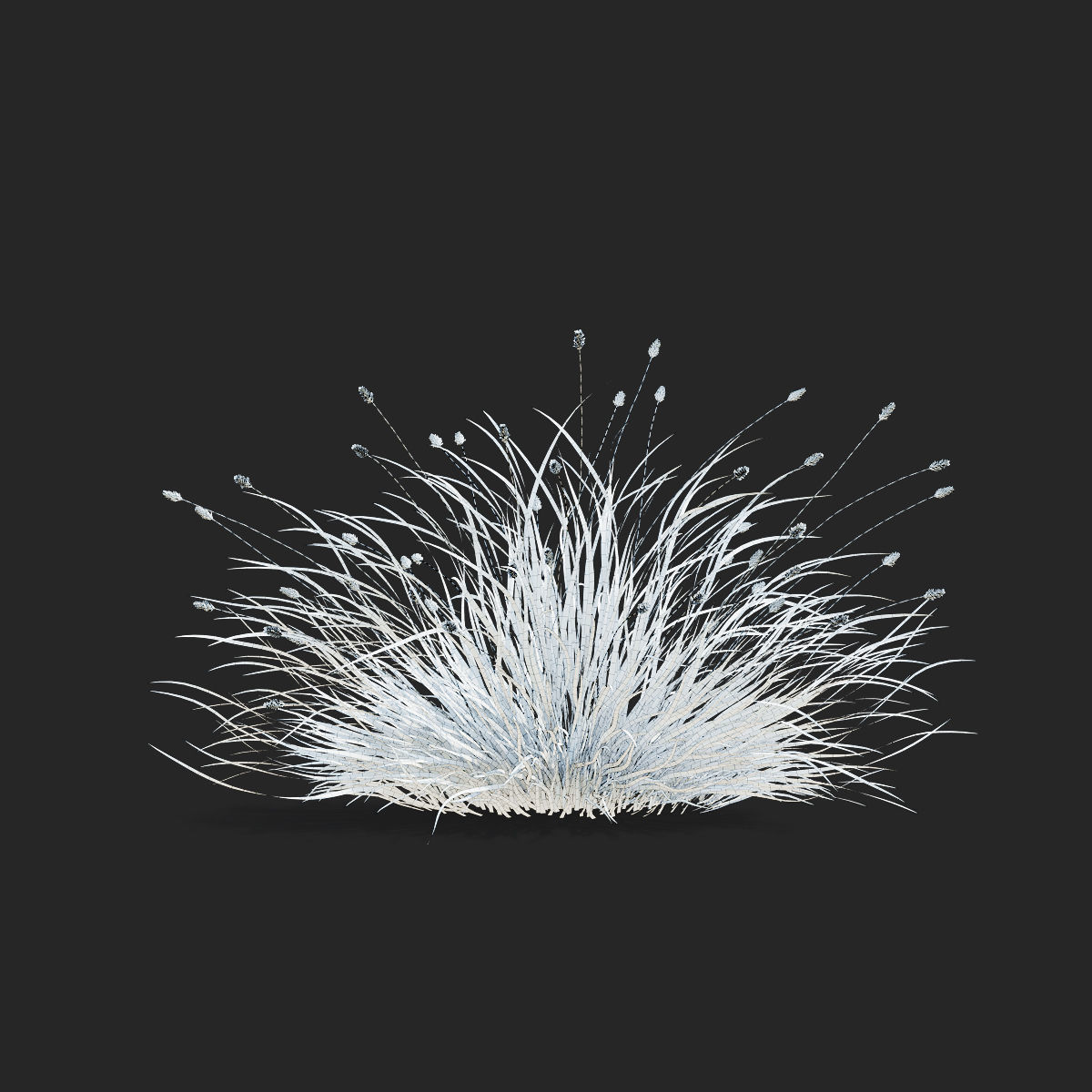 Sesleria nitida ornamental grass 3D model | CGTrader