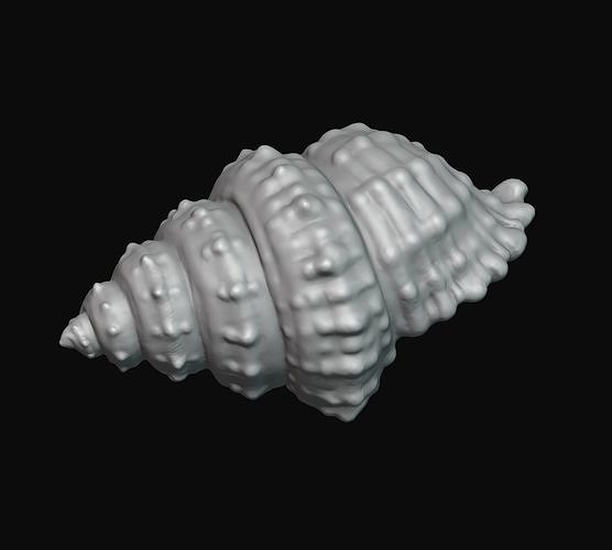 Seashell shell 3D model 3D printable | CGTrader