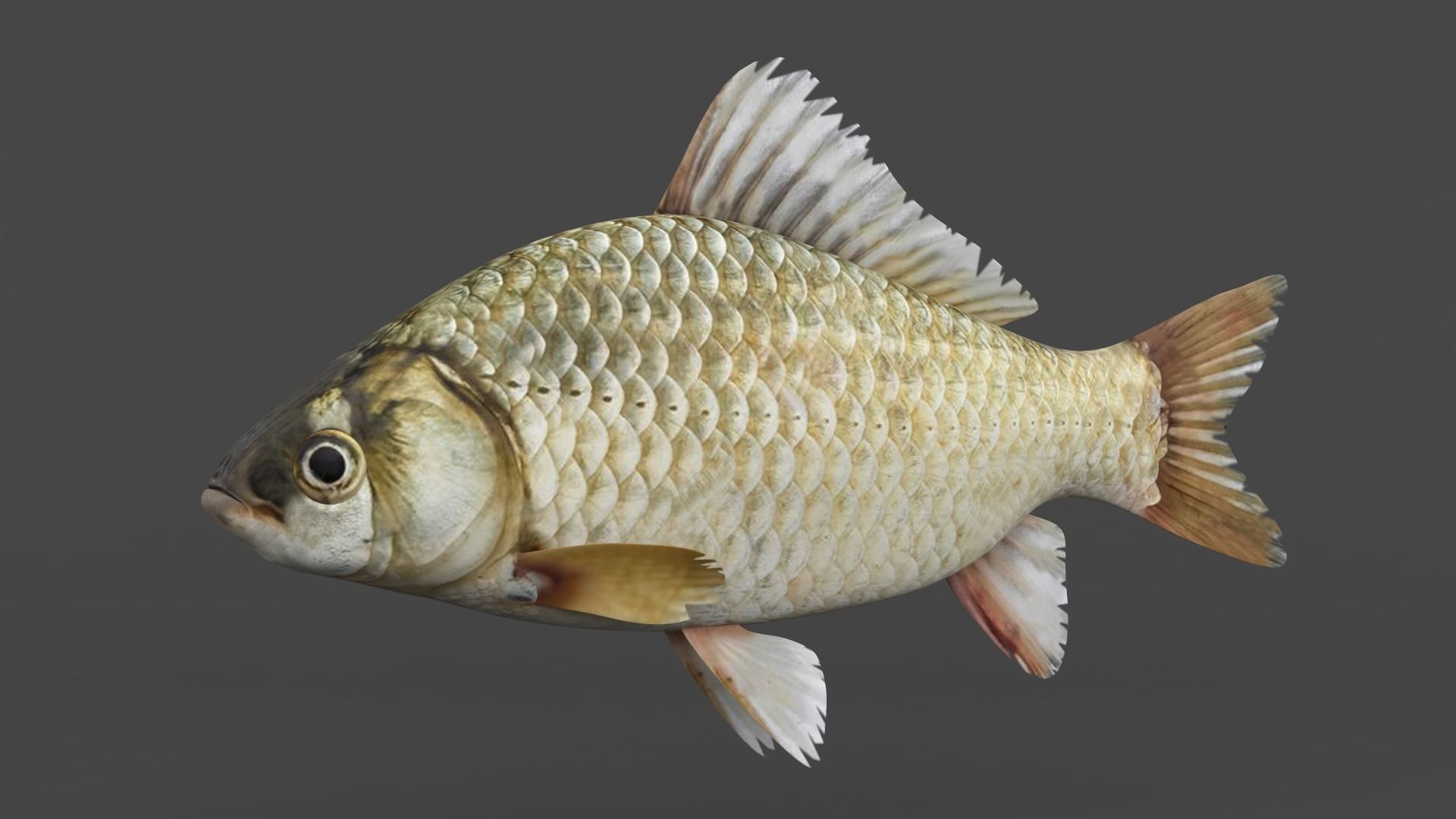Carp Fish 3D model | CGTrader