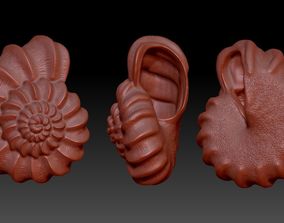 Shell 3D Models | CGTrader