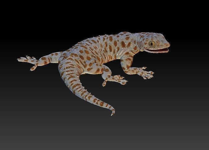 Gecko lizard 3D model 3D printable | CGTrader