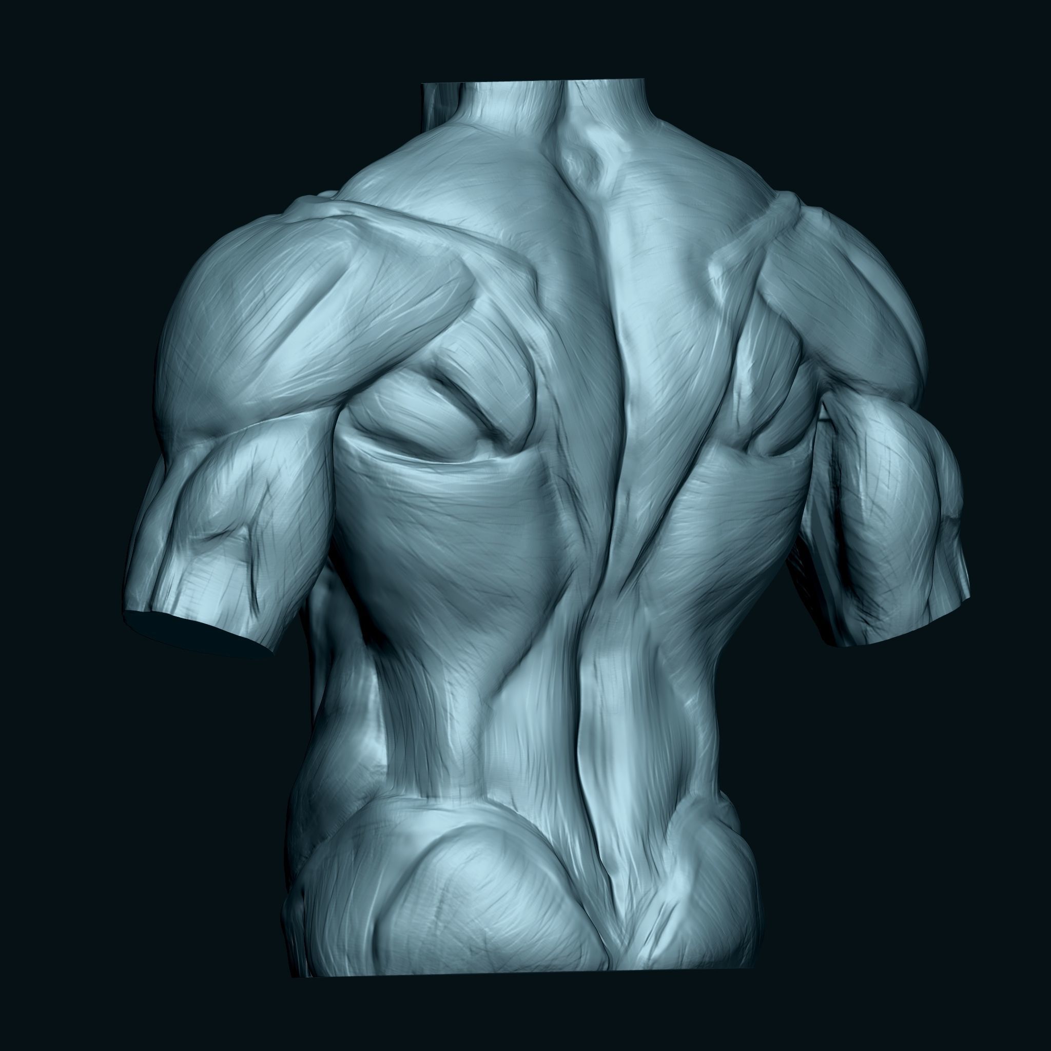 Male Human Torso 3D model | CGTrader