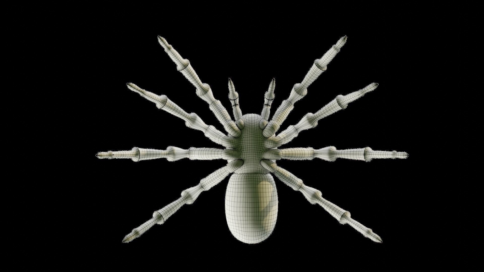 3D model 3D Spider Tarantula Rigged and Animation VR / AR / low-poly ...