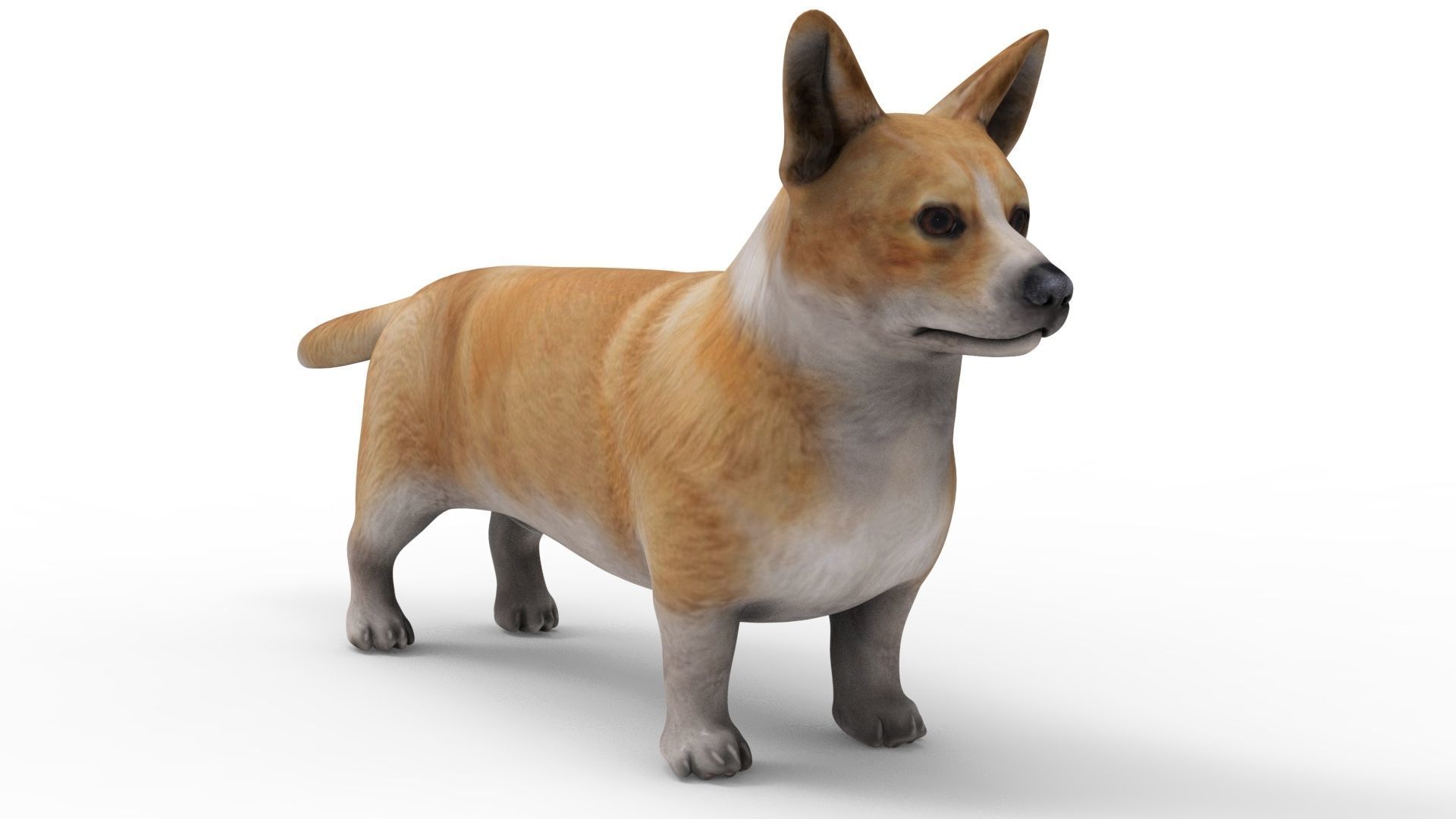 Dog - Corgi 3D model | CGTrader
