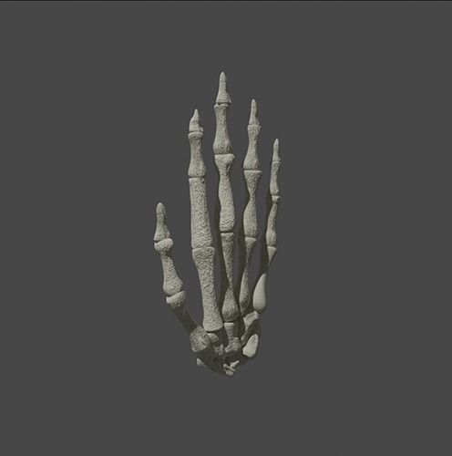 Skeleton Hand 3D model | CGTrader