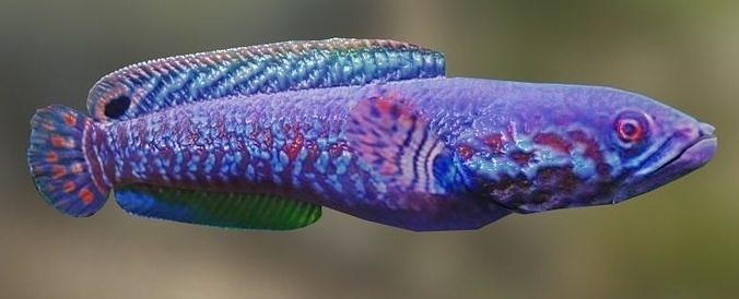 Purple Channa 3D model | CGTrader